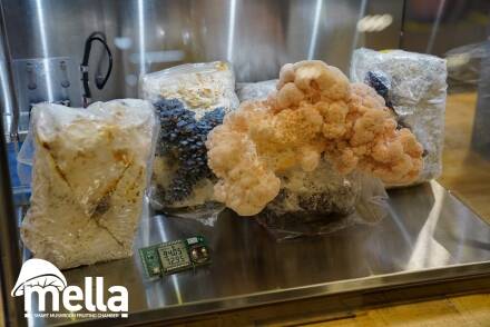 Mella: The Smart Mushroom Fruiting Chamber - FirstBuild