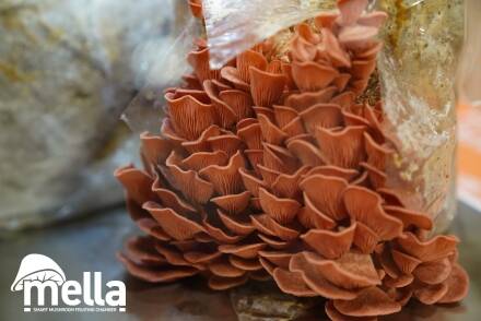 Mella: The Smart Mushroom Fruiting Chamber - FirstBuild
